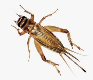 Grey Crickets Standard Pack